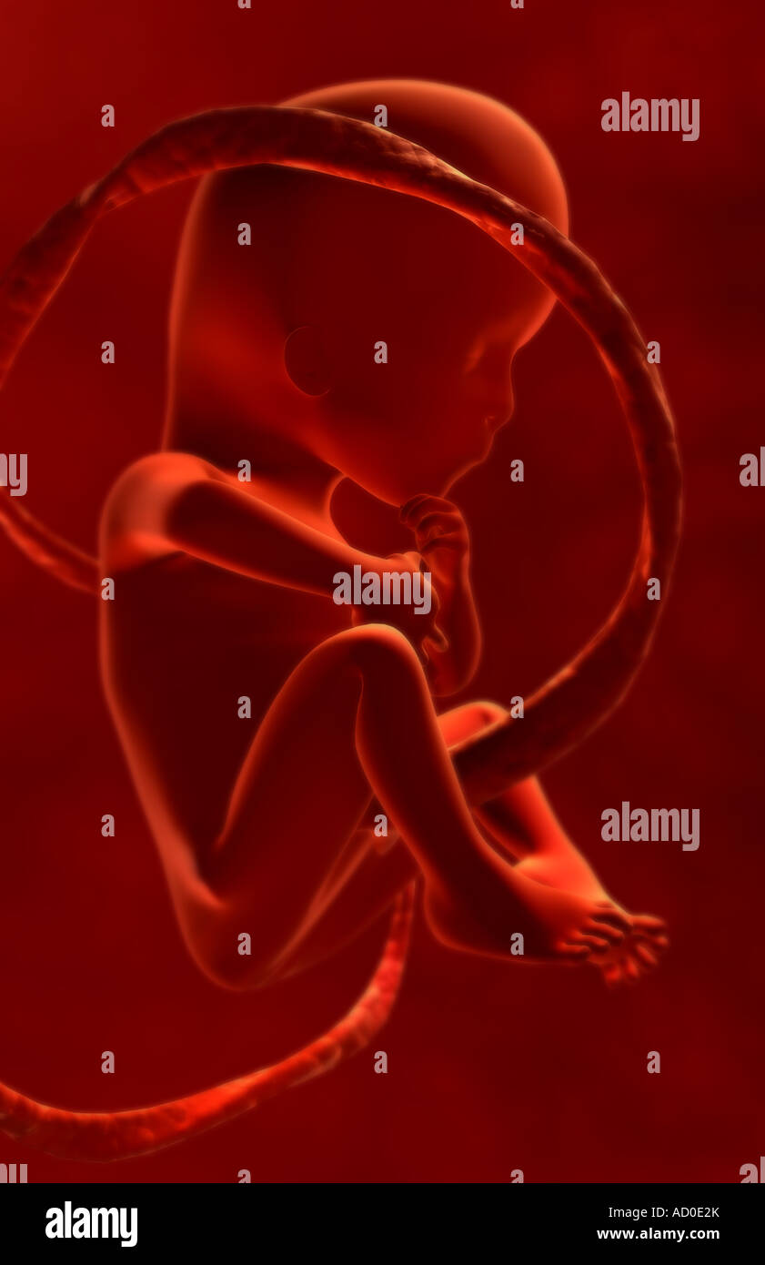 Growth Embryonic Period High Resolution Stock Photography and Images ...