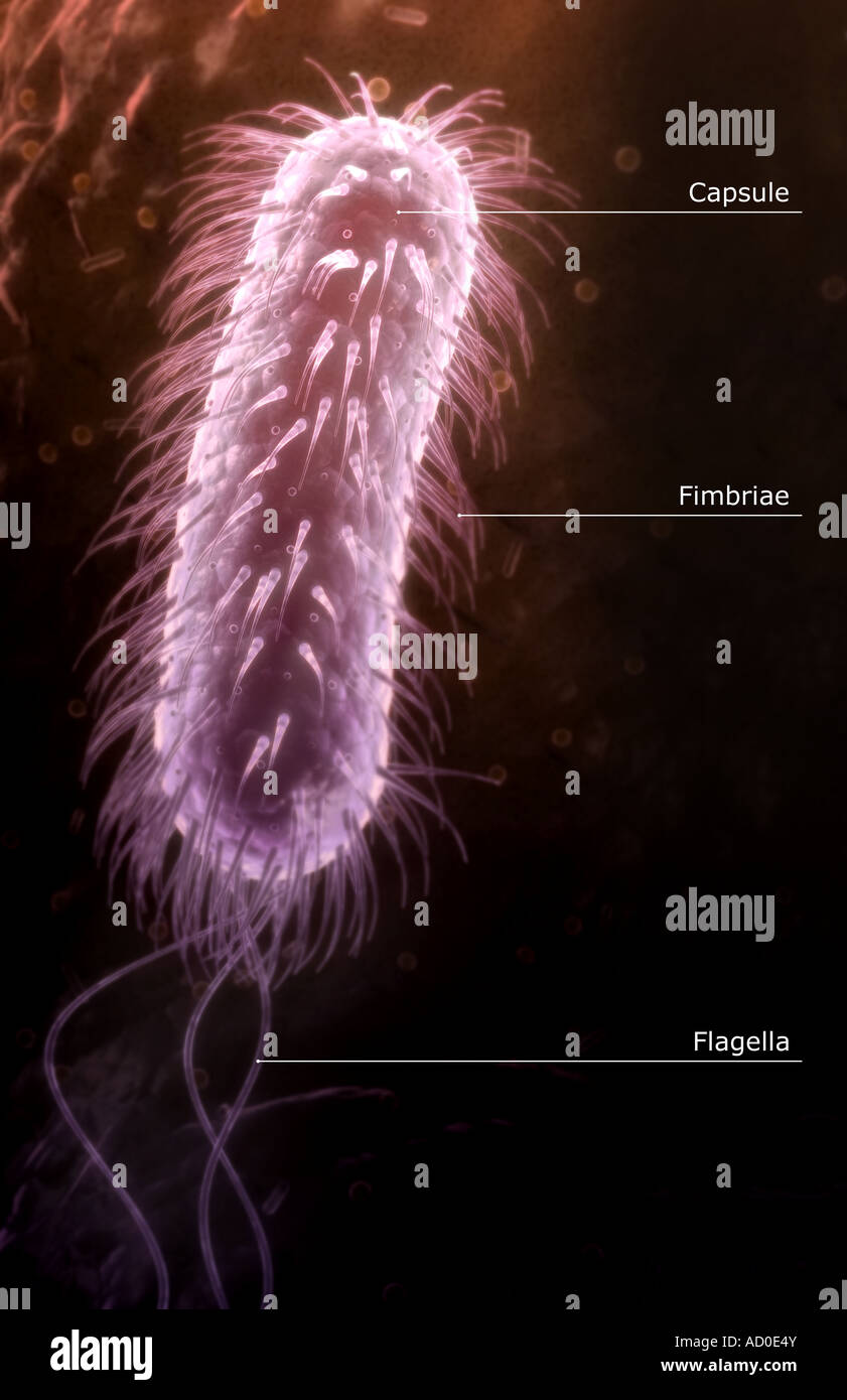 Helicobacter pylori hi-res stock photography and images - Alamy