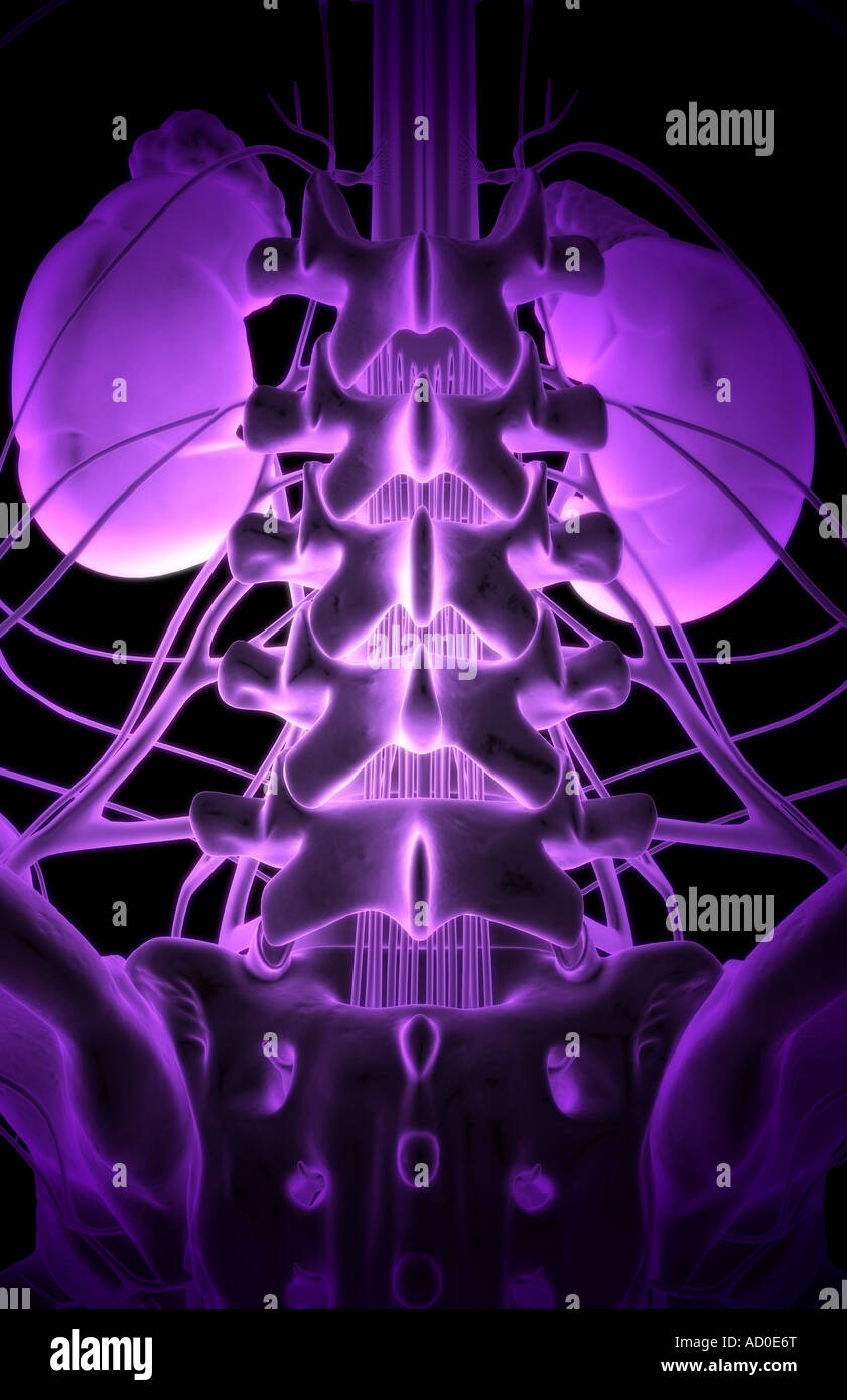 Nerve supply of the urinary system Stock Photo - Alamy