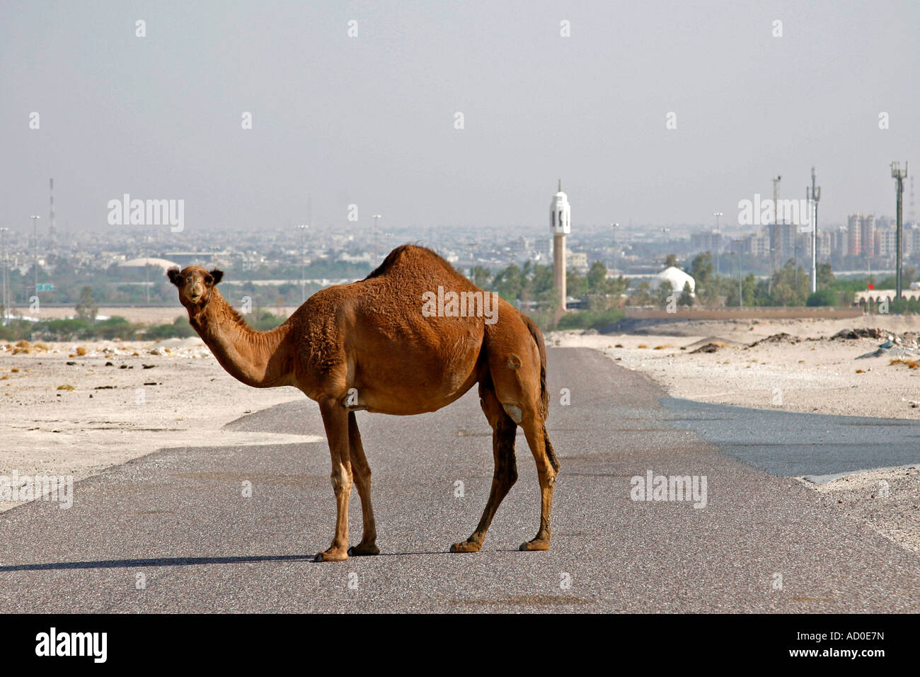 Kuwait camel hi-res stock photography and images - Alamy