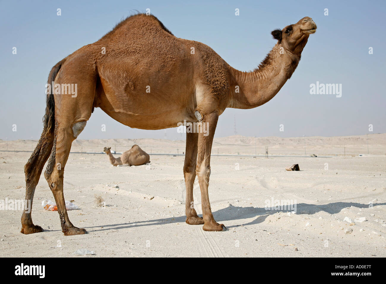 Camel desert kuwait hi-res stock photography and images - Alamy