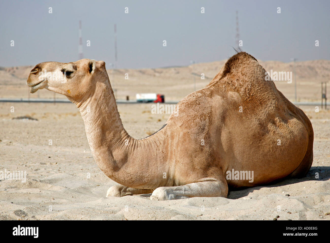 Kuwait camel hi-res stock photography and images - Alamy