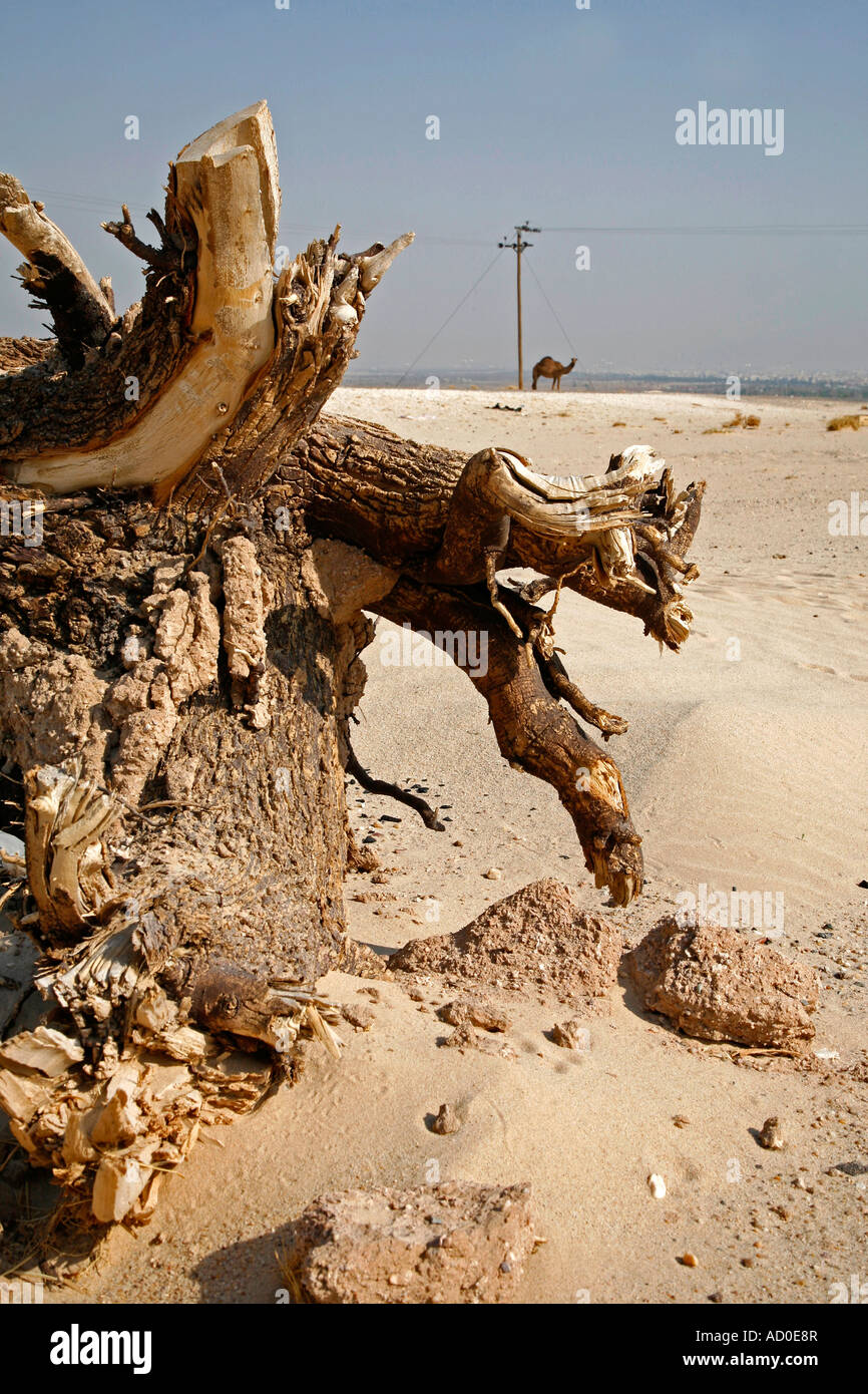 Dead camel hi-res stock photography and images - Alamy