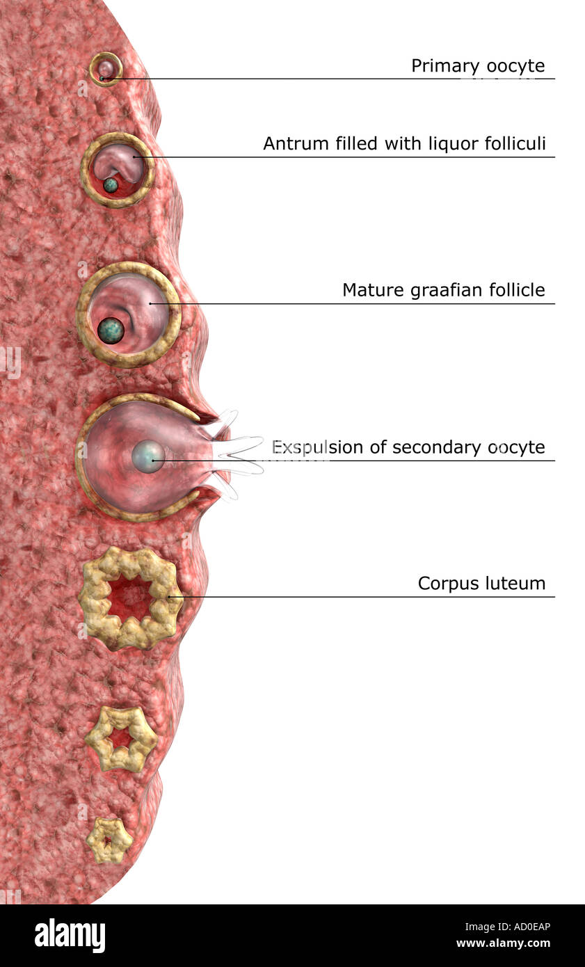 Folliculogenesis and oogenesis Stock Photo - Alamy