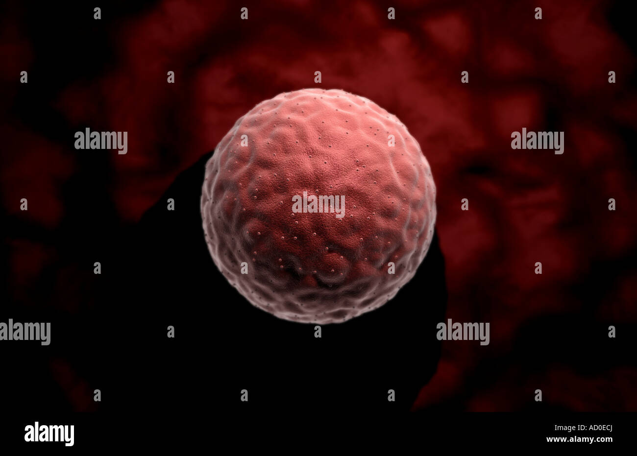 Blastomere hi-res stock photography and images - Alamy