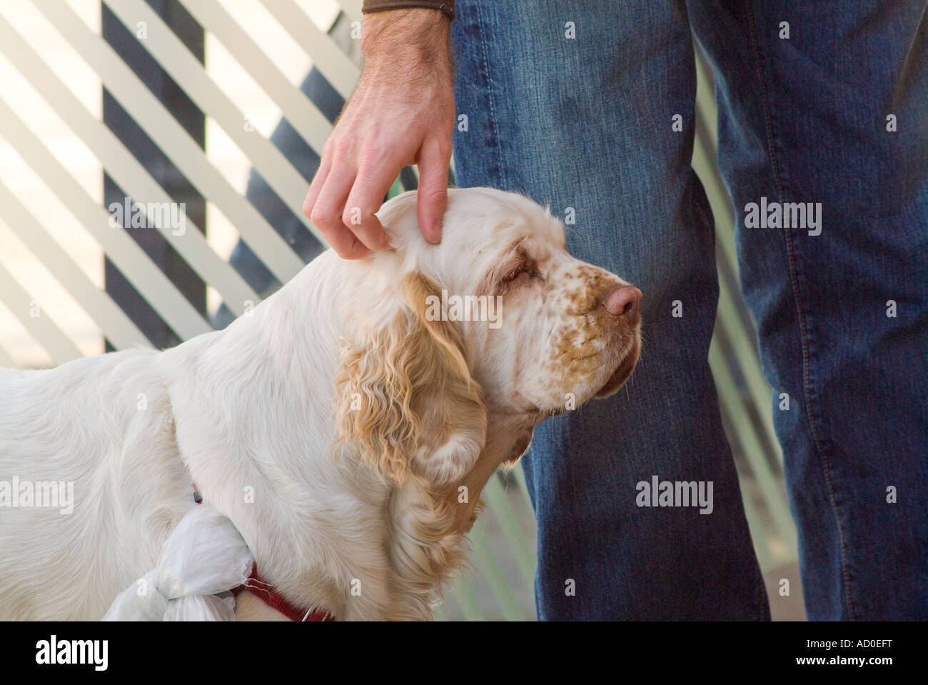 Cropped shot or owners hand scratching the head of a Clumber spaniel ...