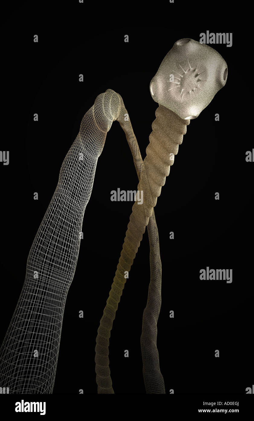Cyclophyllid cestodes hi-res stock photography and images - Alamy