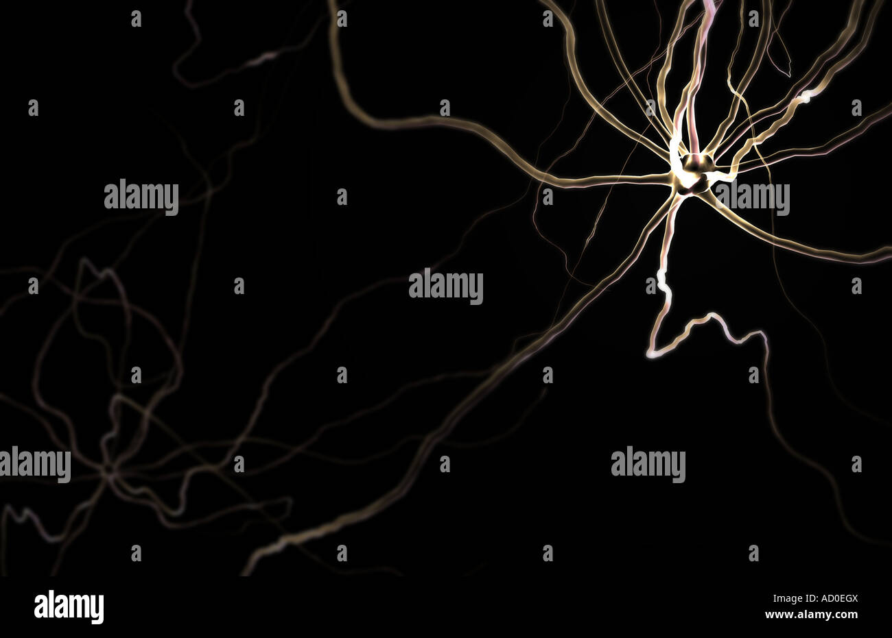 Neuronal Axons High Resolution Stock Photography and Images - Alamy