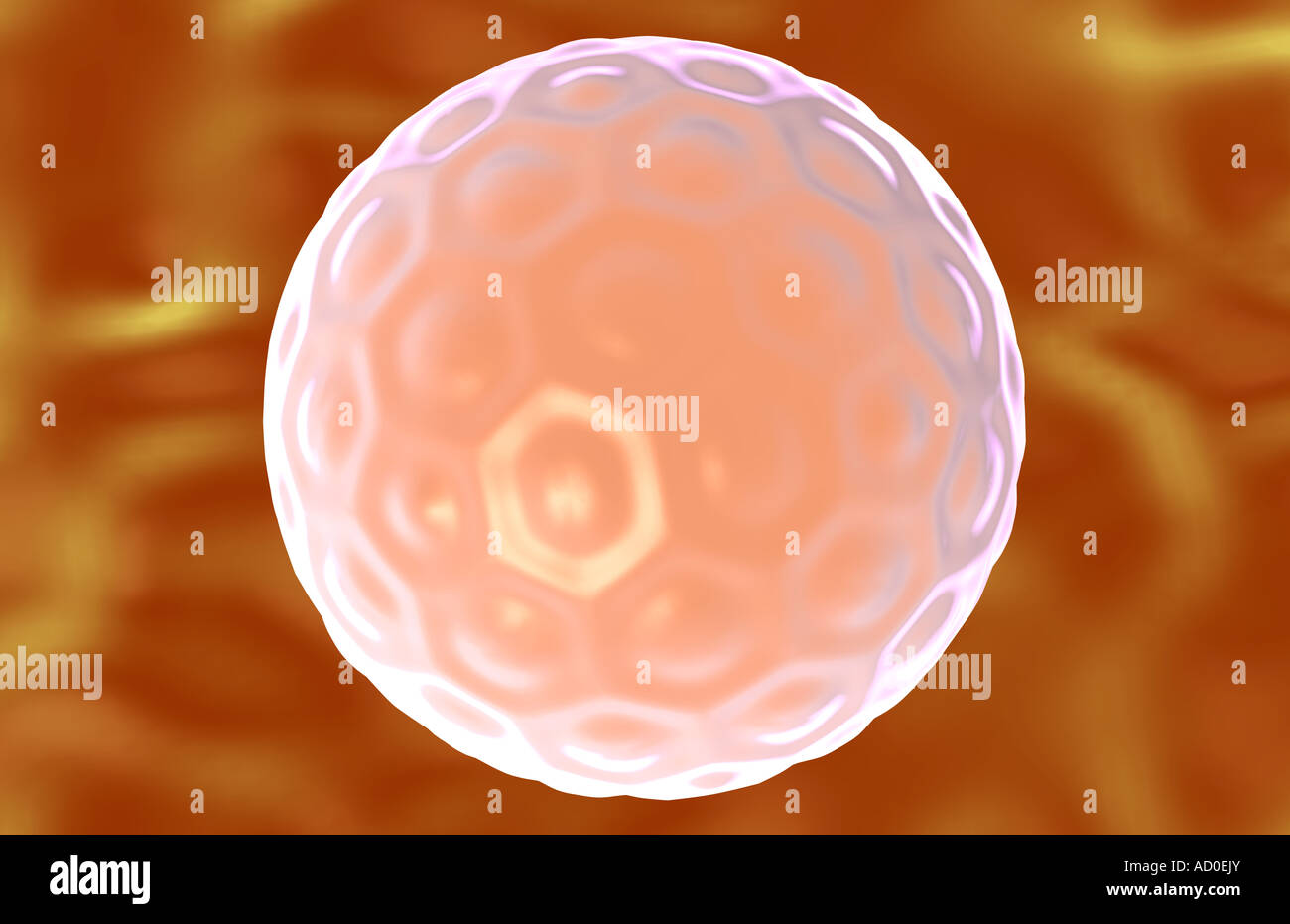 Human embryonic development cells hi-res stock photography and images ...