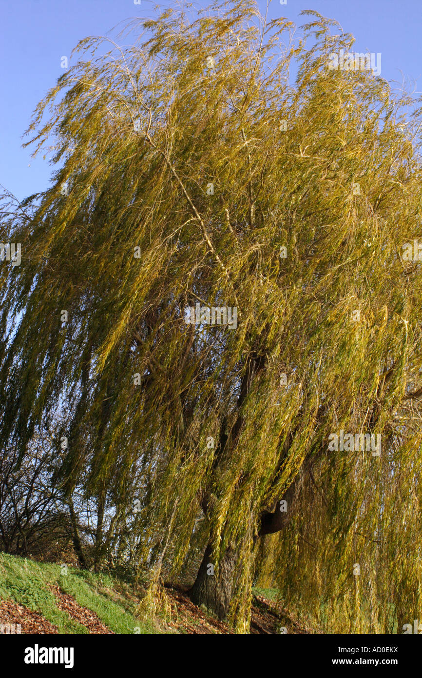 Wind sway branches willow green hi-res stock photography and images - Alamy