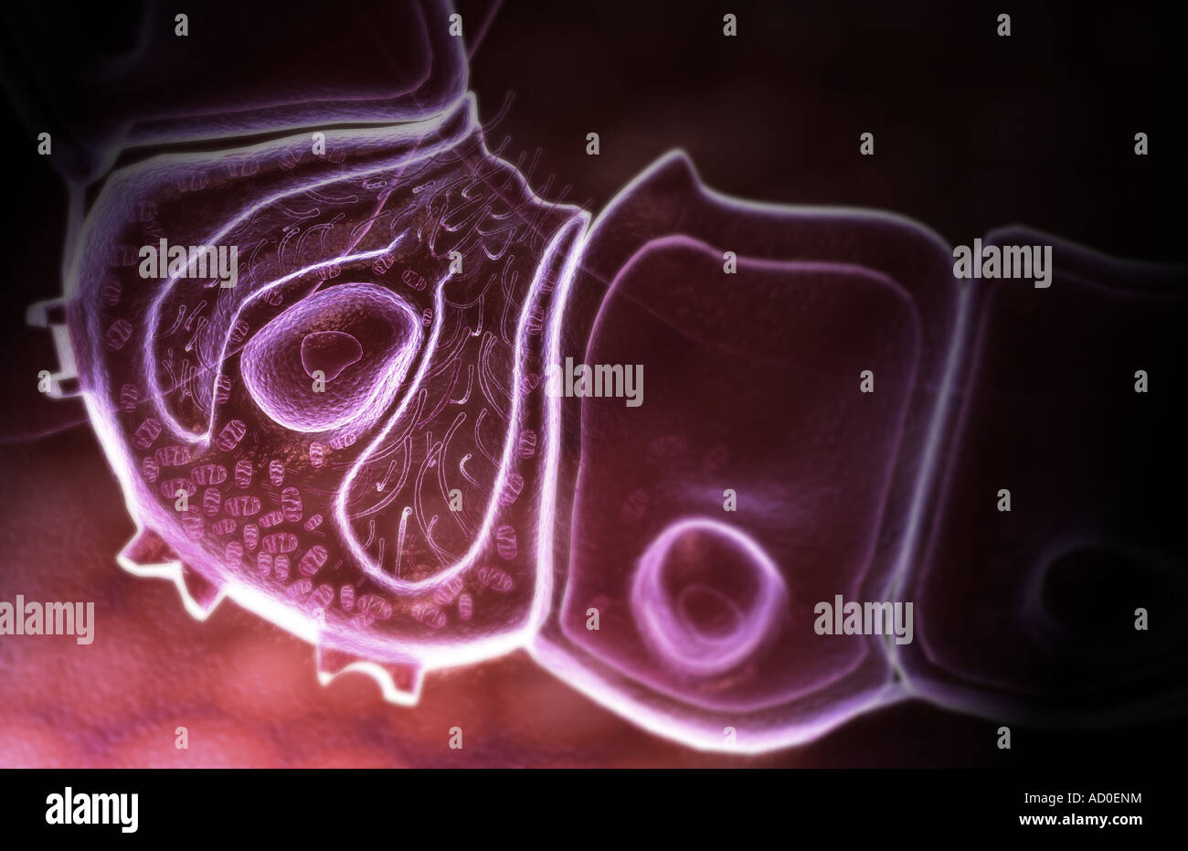 Parietal cells hi-res stock photography and images - Alamy
