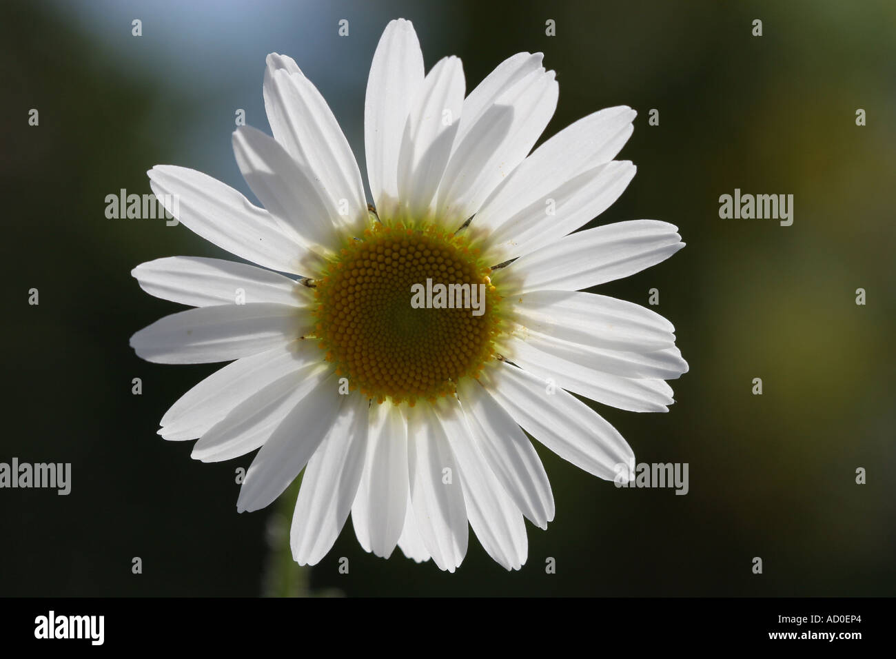 Daisy like flower hi-res stock photography and images - Alamy