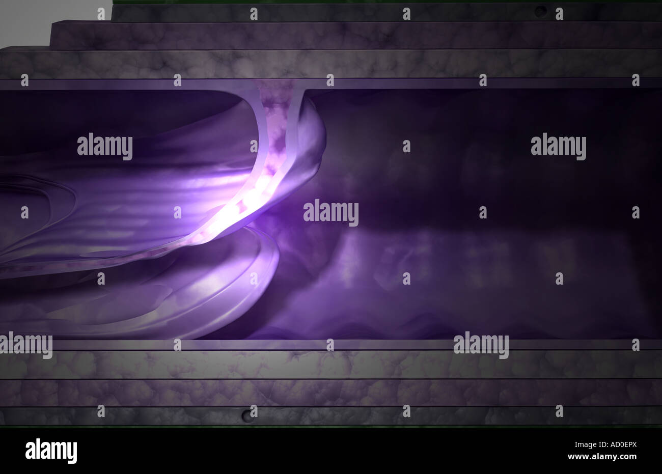 The structure of the vein wall Stock Photo - Alamy