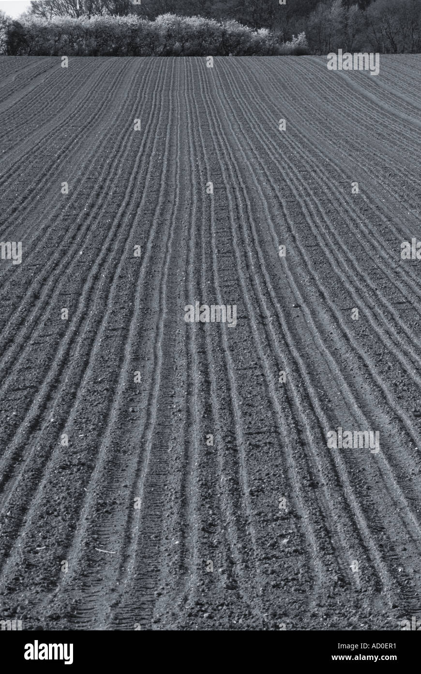open east anglian farming countryside spring landscape in black and ...