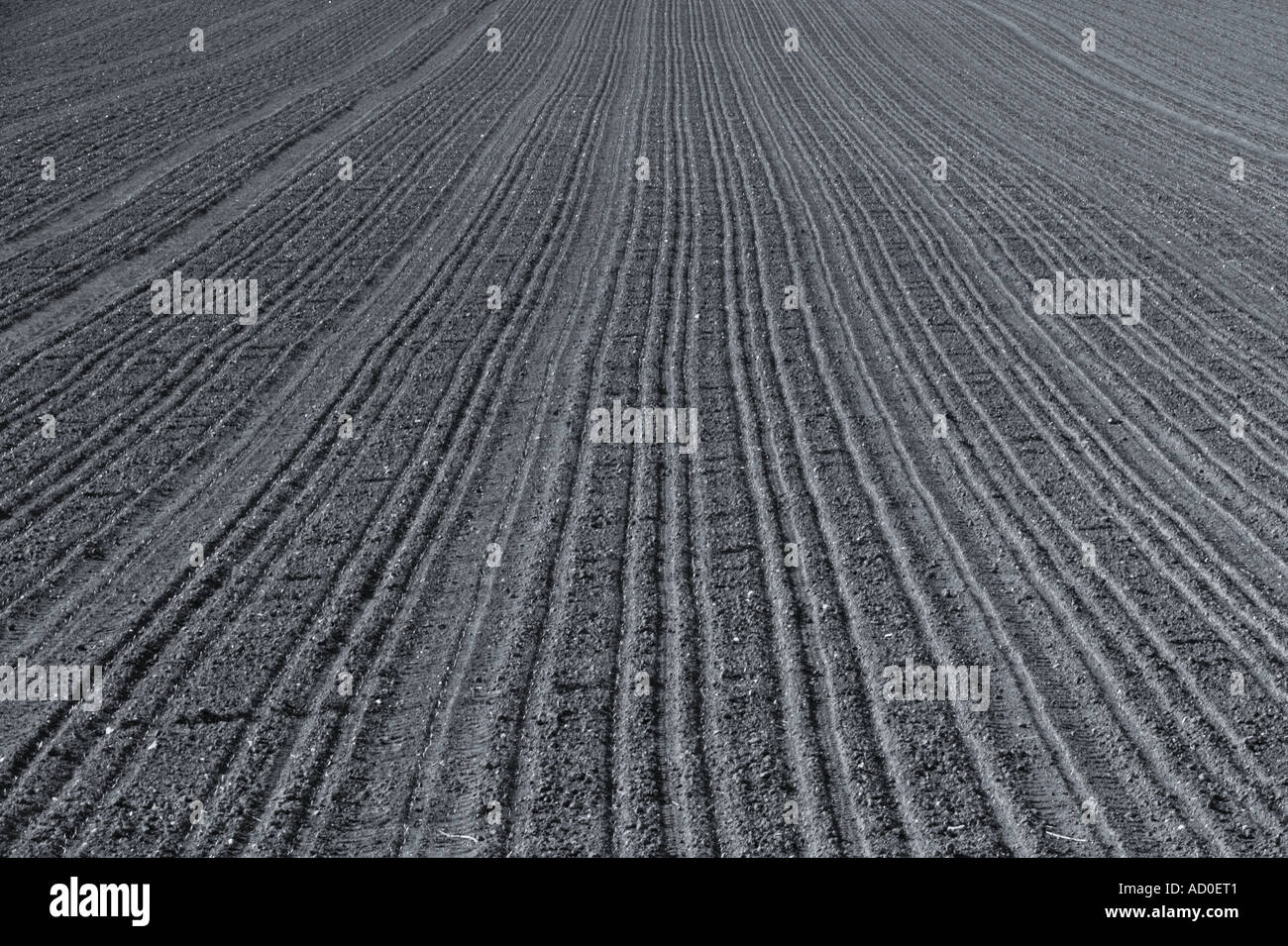 monotone open east anglian farming countryside spring landscape ...