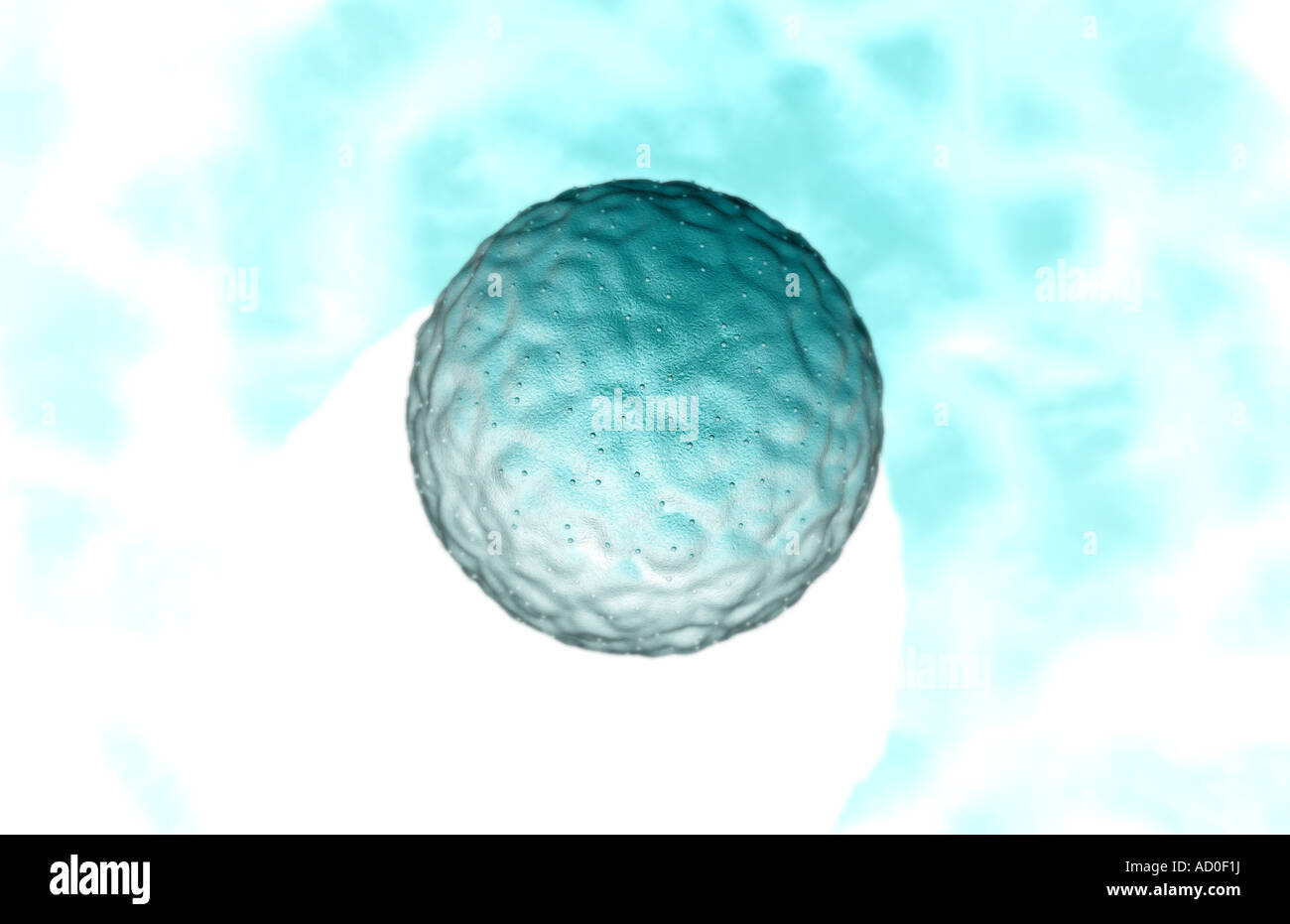 Blastomere hi-res stock photography and images - Alamy