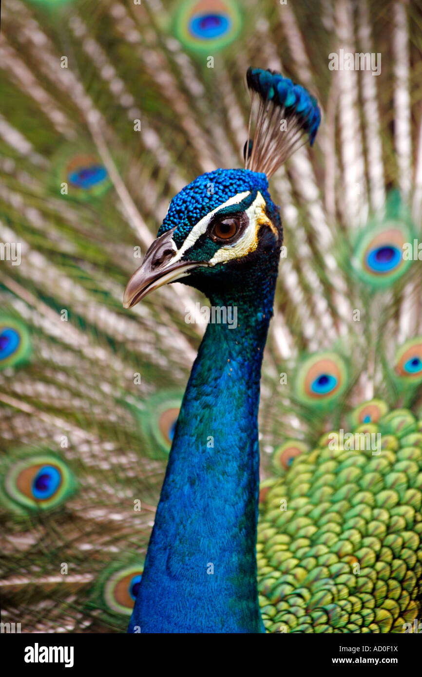 Peacock strut hi-res stock photography and images - Alamy