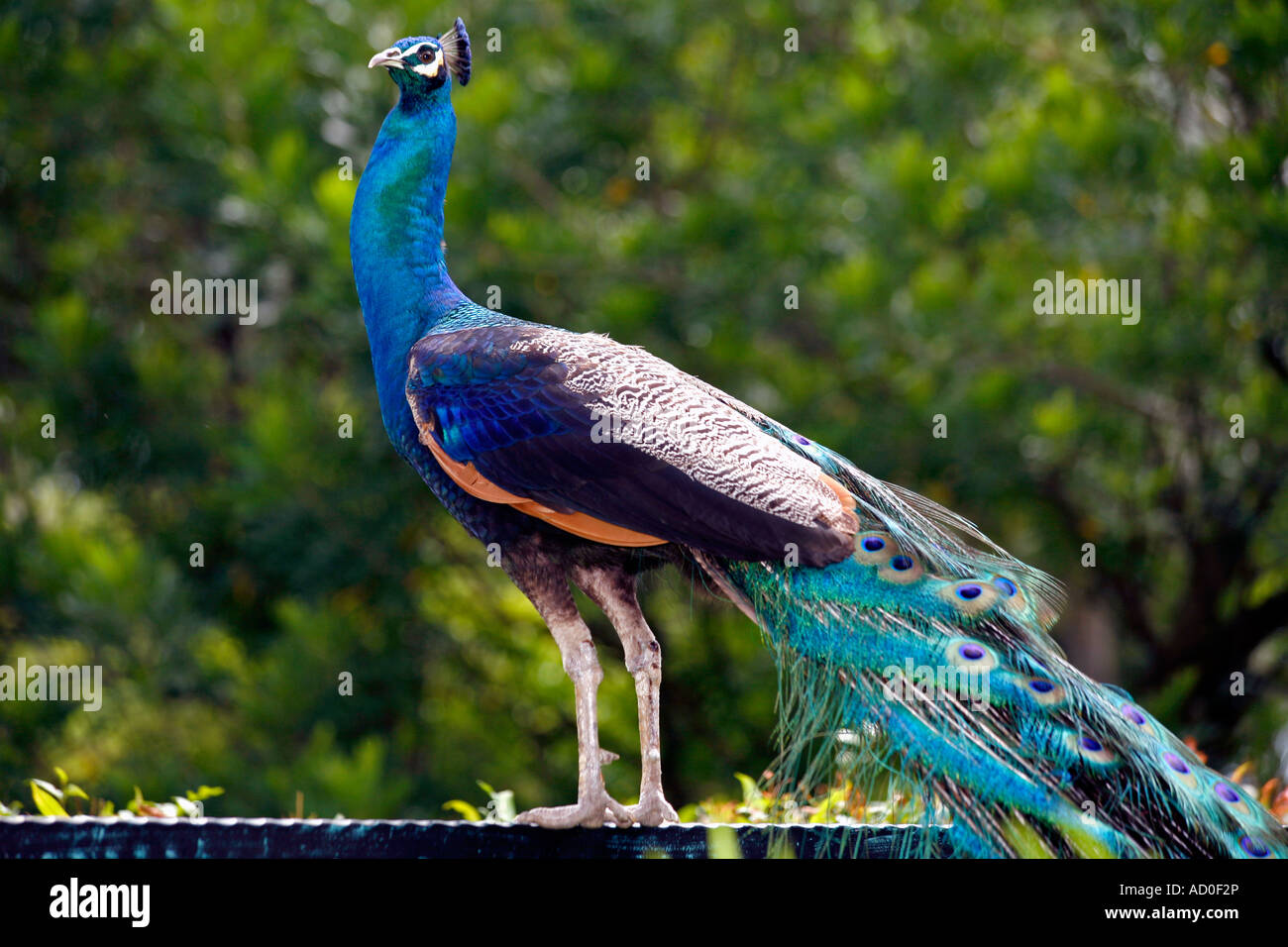 Peacock habitat hi-res stock photography and images - Alamy