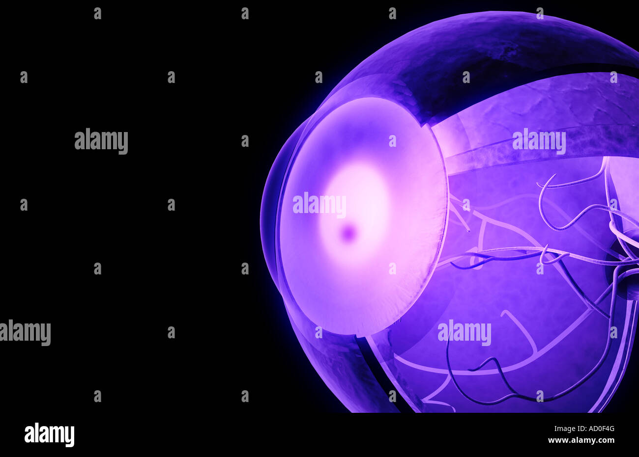 Structure of the eye Stock Photo - Alamy