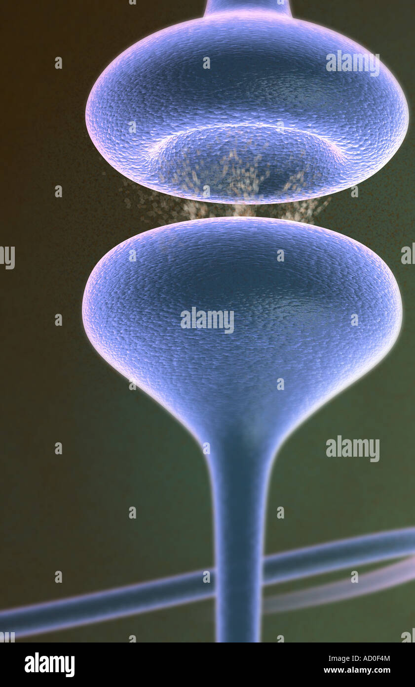 Synapse hi-res stock photography and images - Alamy