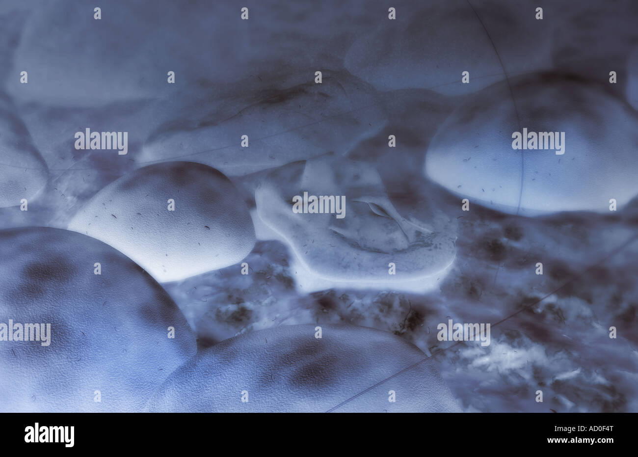 Merozoites of malaria Stock Photo - Alamy