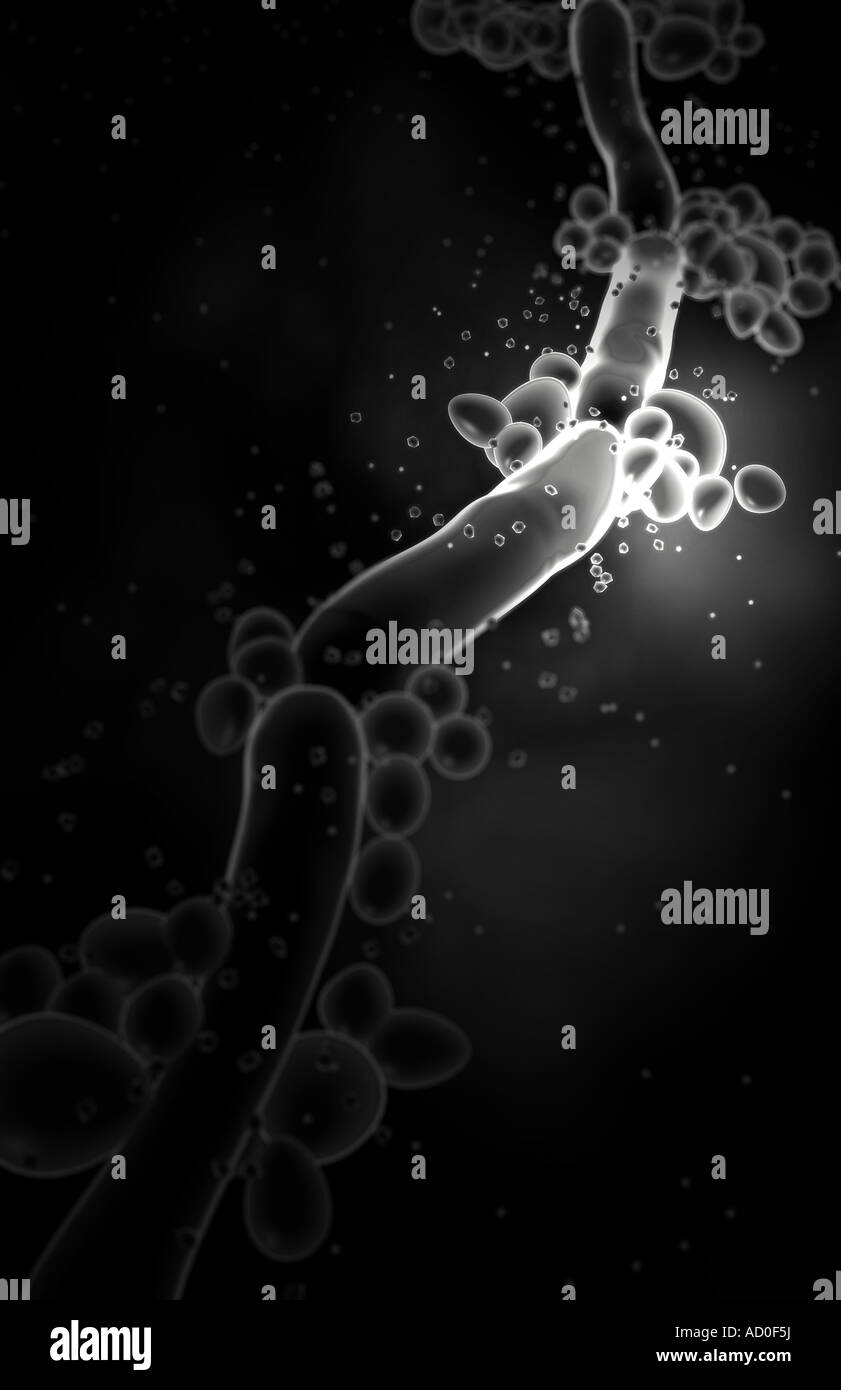 Candidiasis albicans hi-res stock photography and images - Alamy