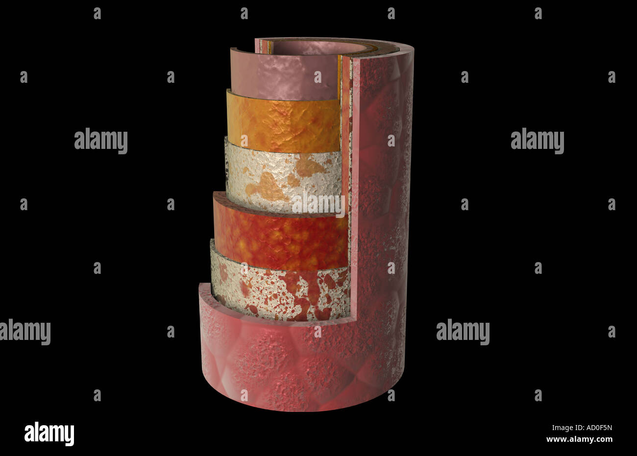 The arterial wall Stock Photo - Alamy