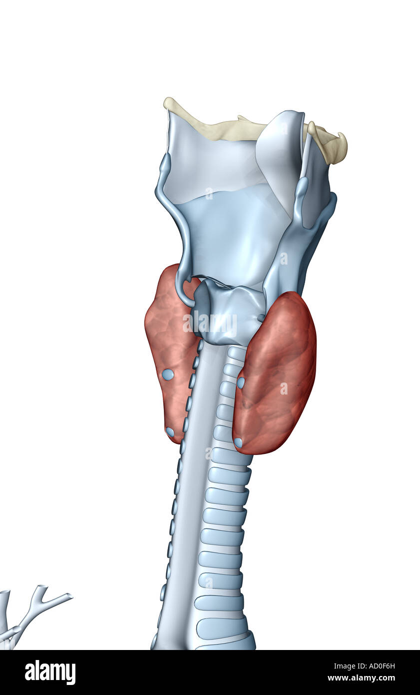Larynx hi-res stock photography and images - Alamy