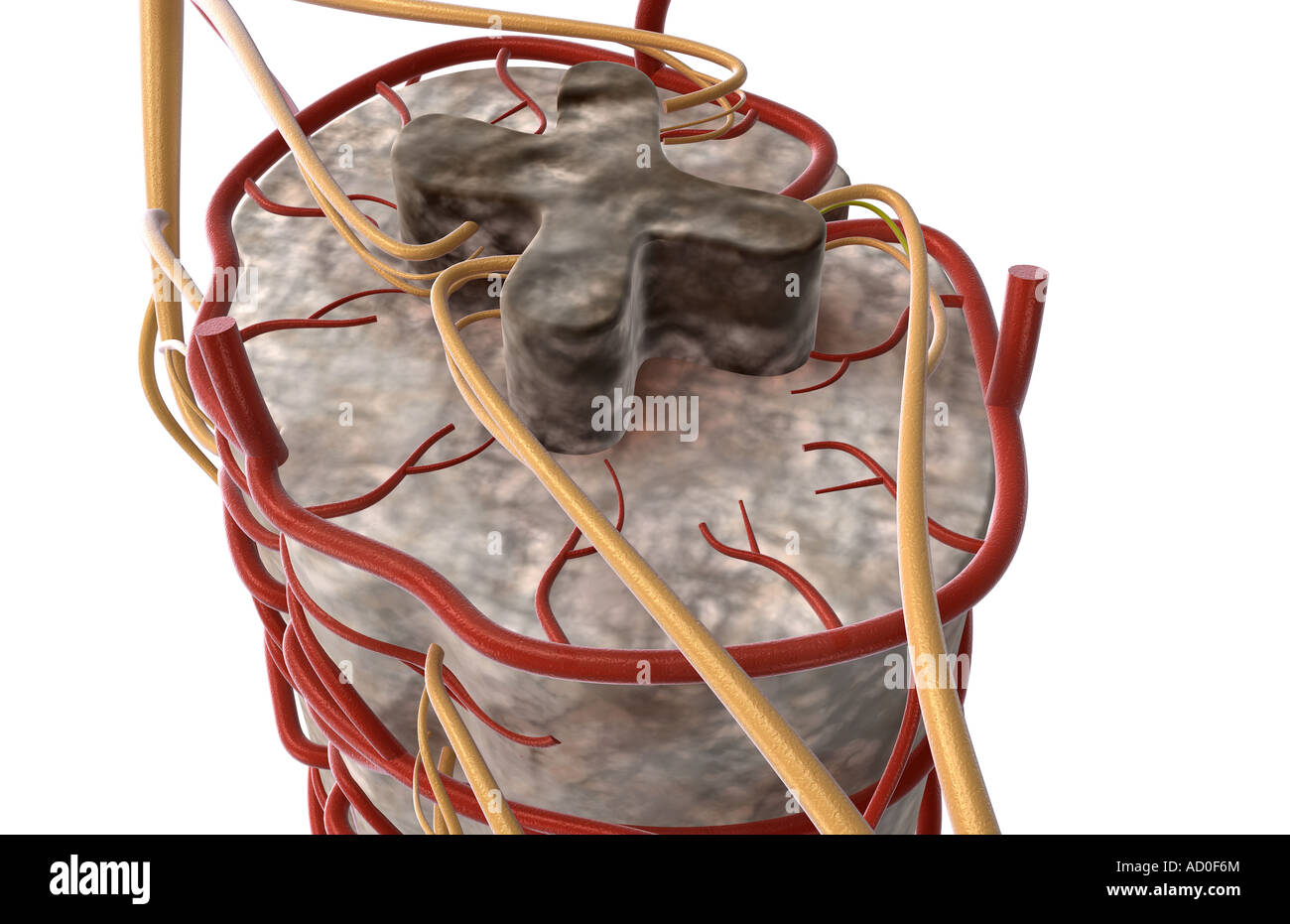 Anterior spinal artery hi-res stock photography and images - Alamy
