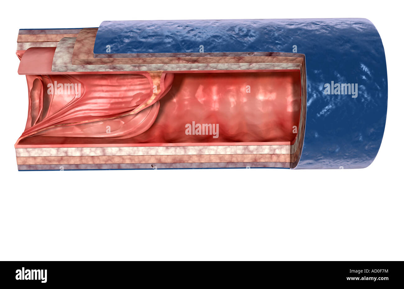 The structure of the vein wall Stock Photo - Alamy