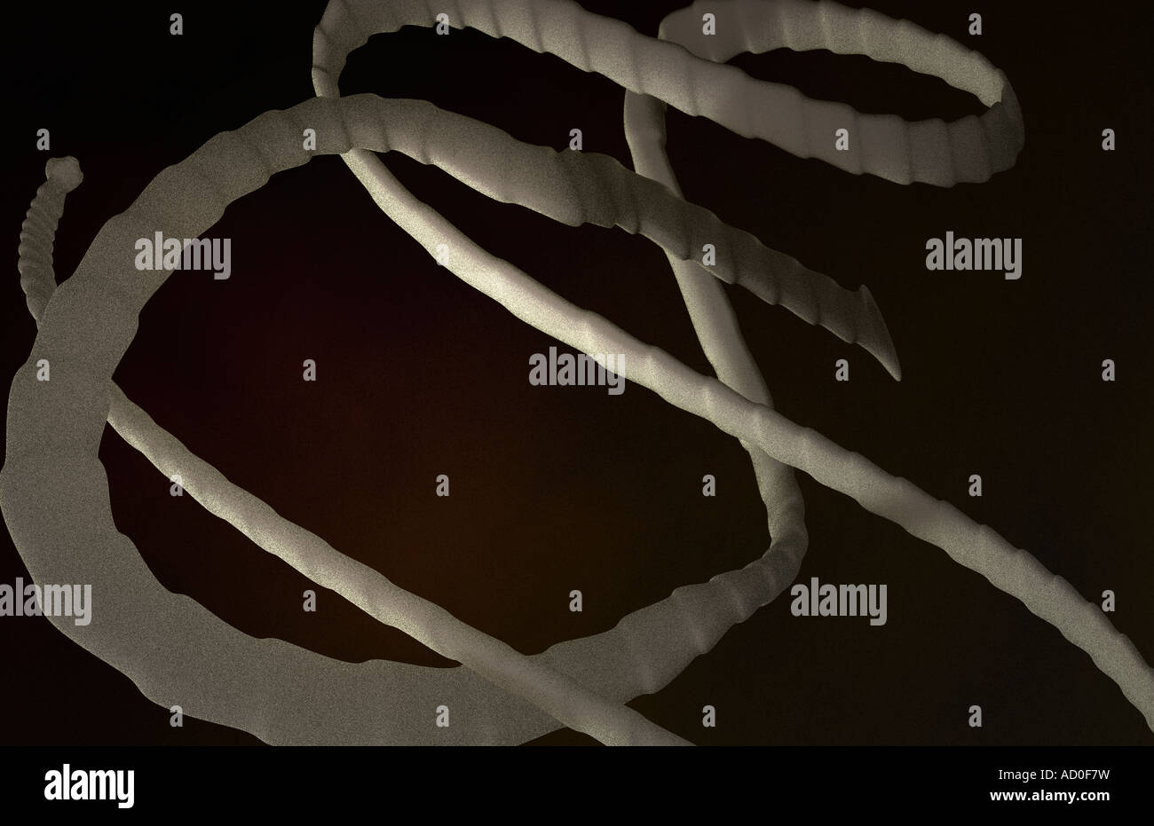 Cyclophyllidea hi-res stock photography and images - Alamy