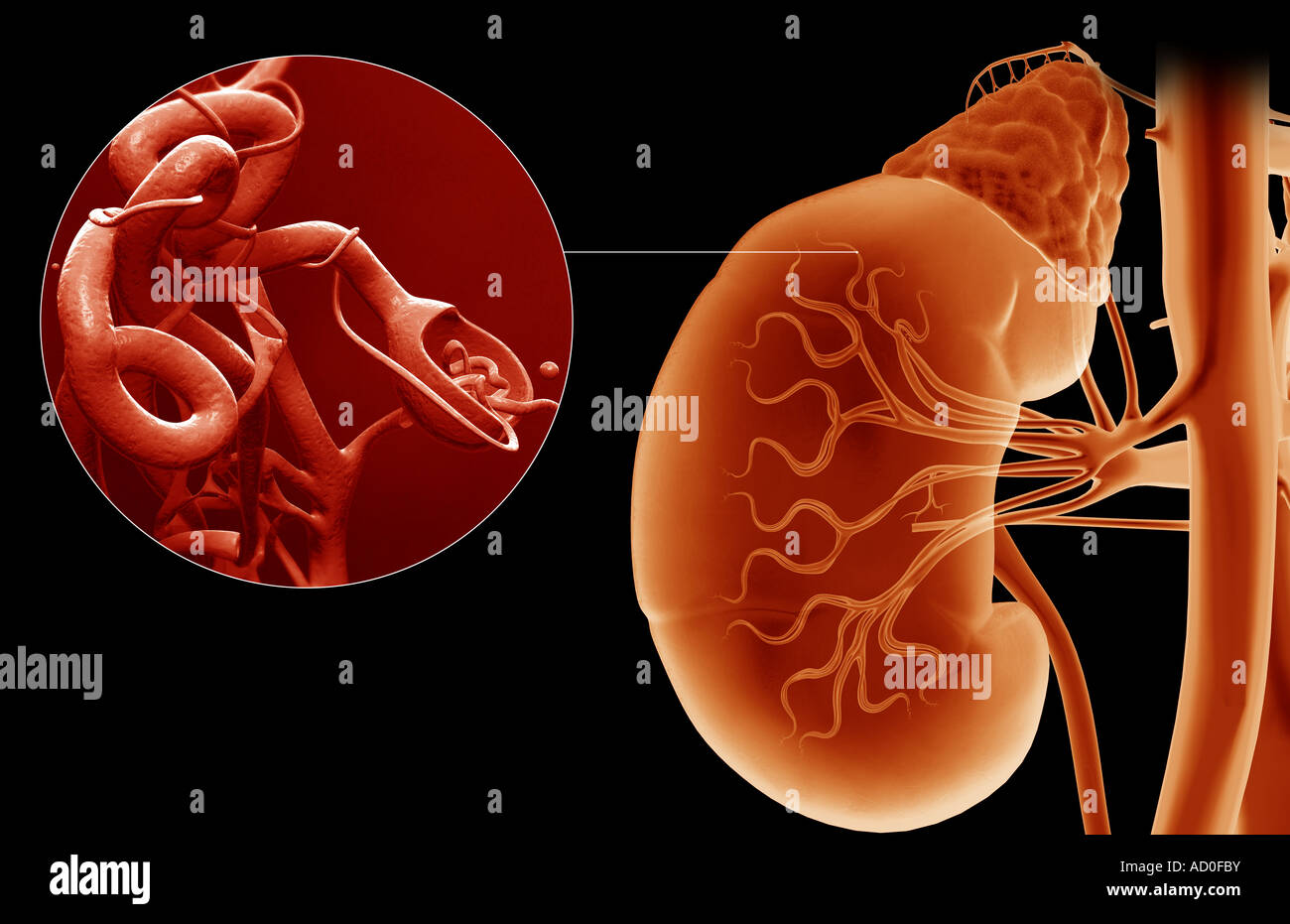 Bowman capsule hi-res stock photography and images - Alamy