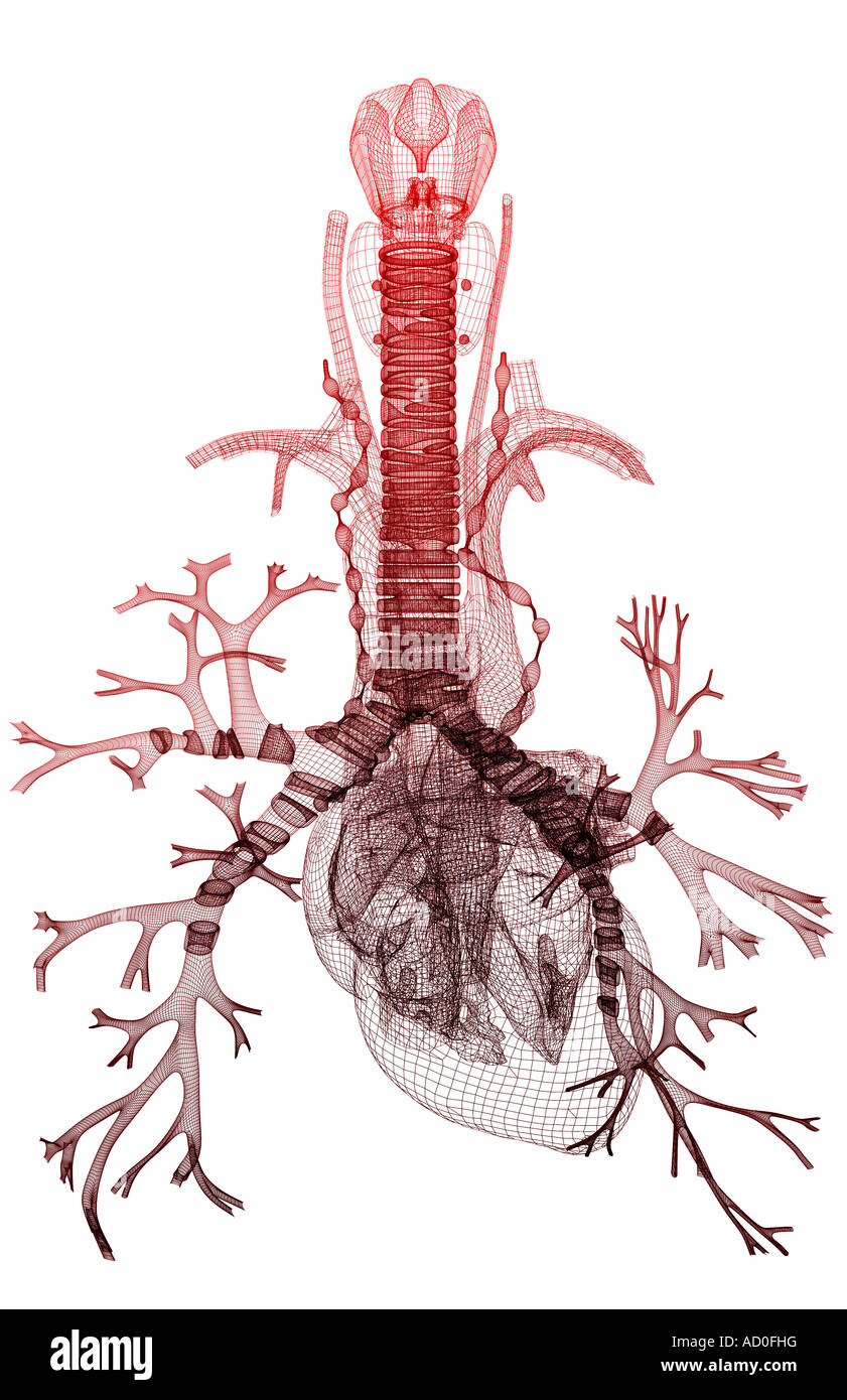 The heart and the respiratory system Stock Photo - Alamy