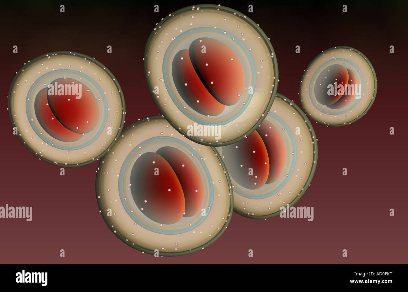 The structure of MRSA Stock Photo - Alamy
