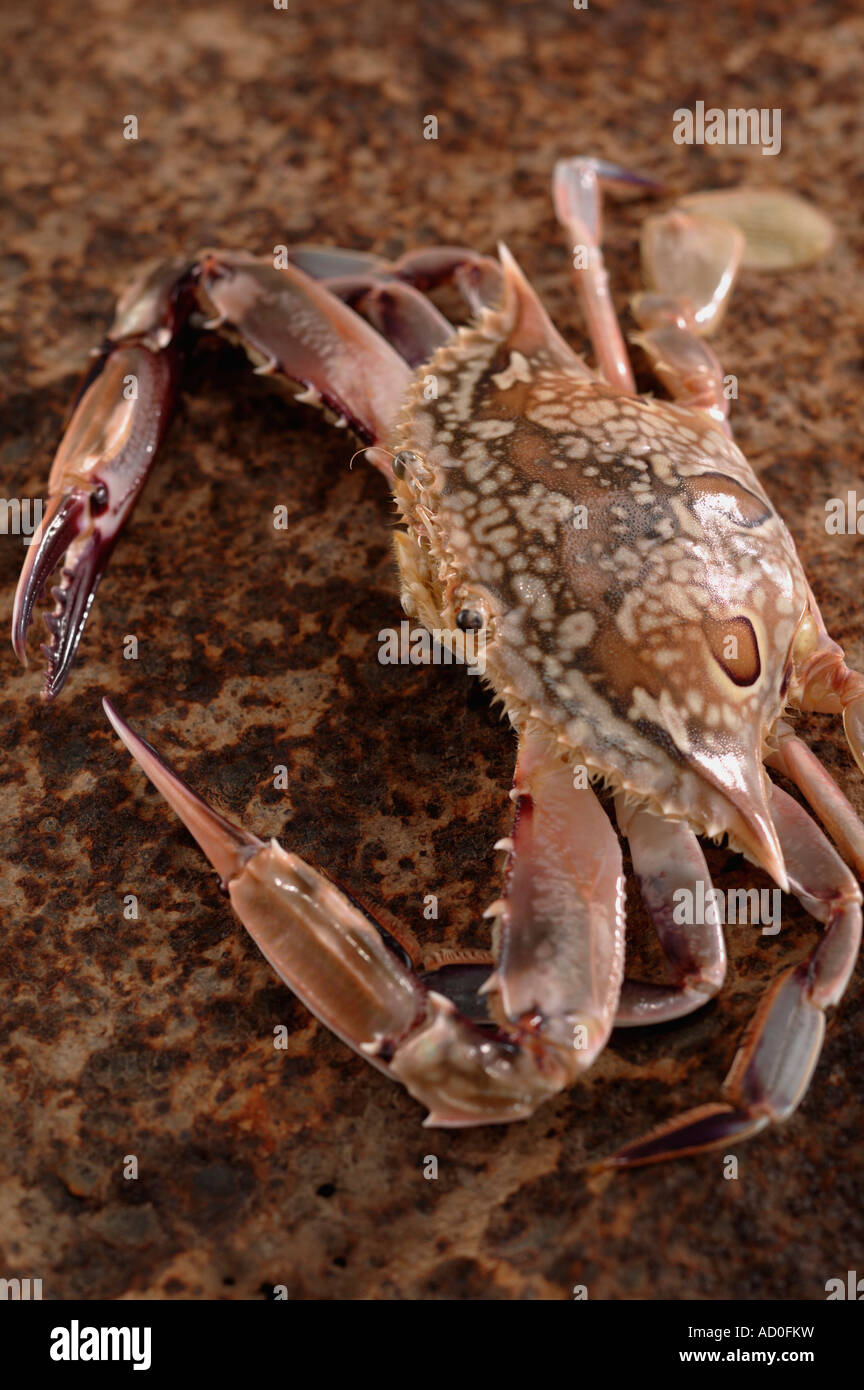 Hawaiian White Crab Stock Photo - Alamy