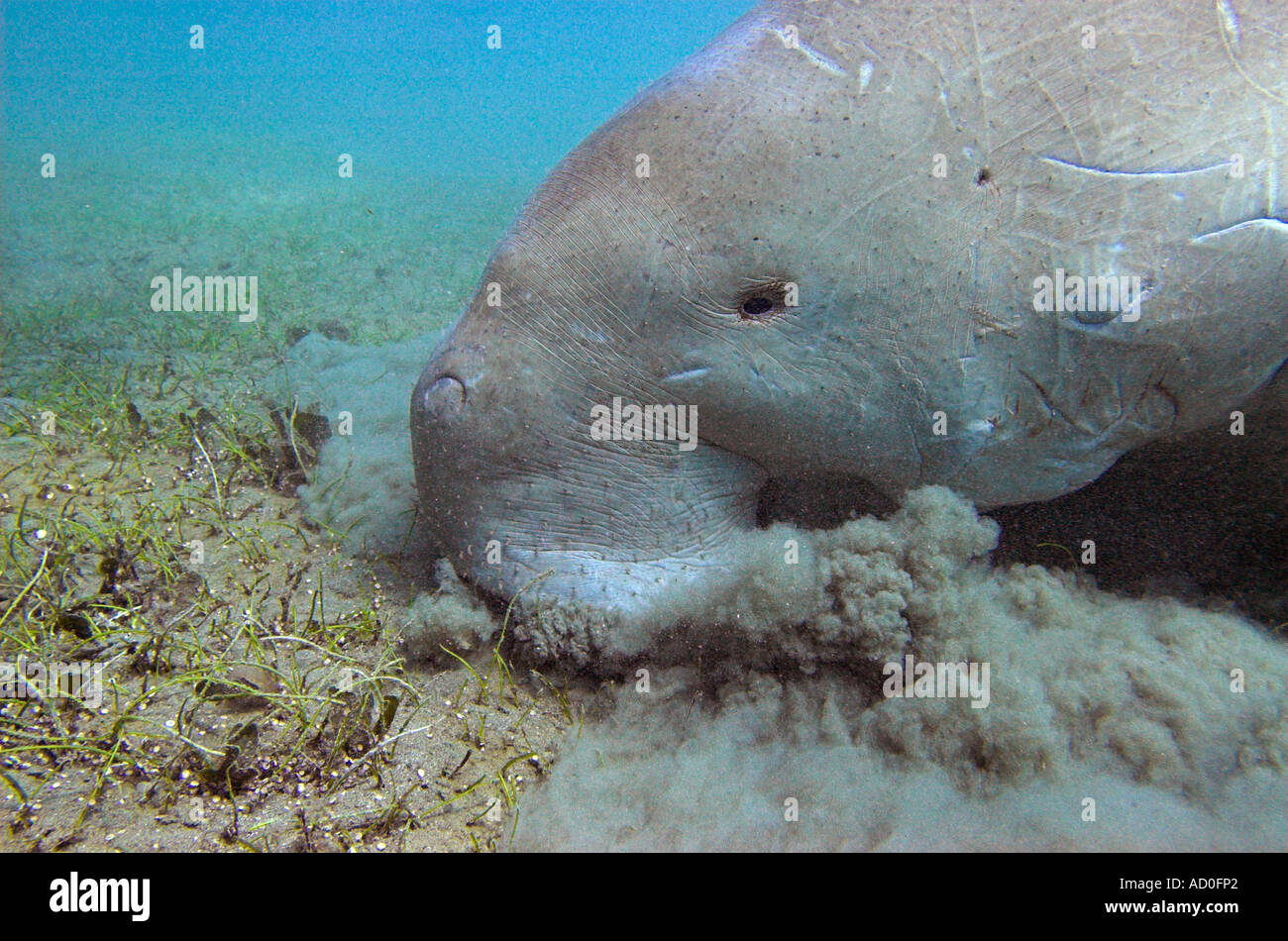 Dugong bay hi-res stock photography and images - Alamy