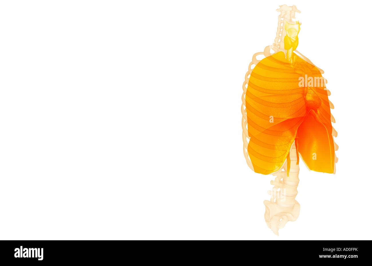 Rib cage Cut Out Stock Images & Pictures - Alamy