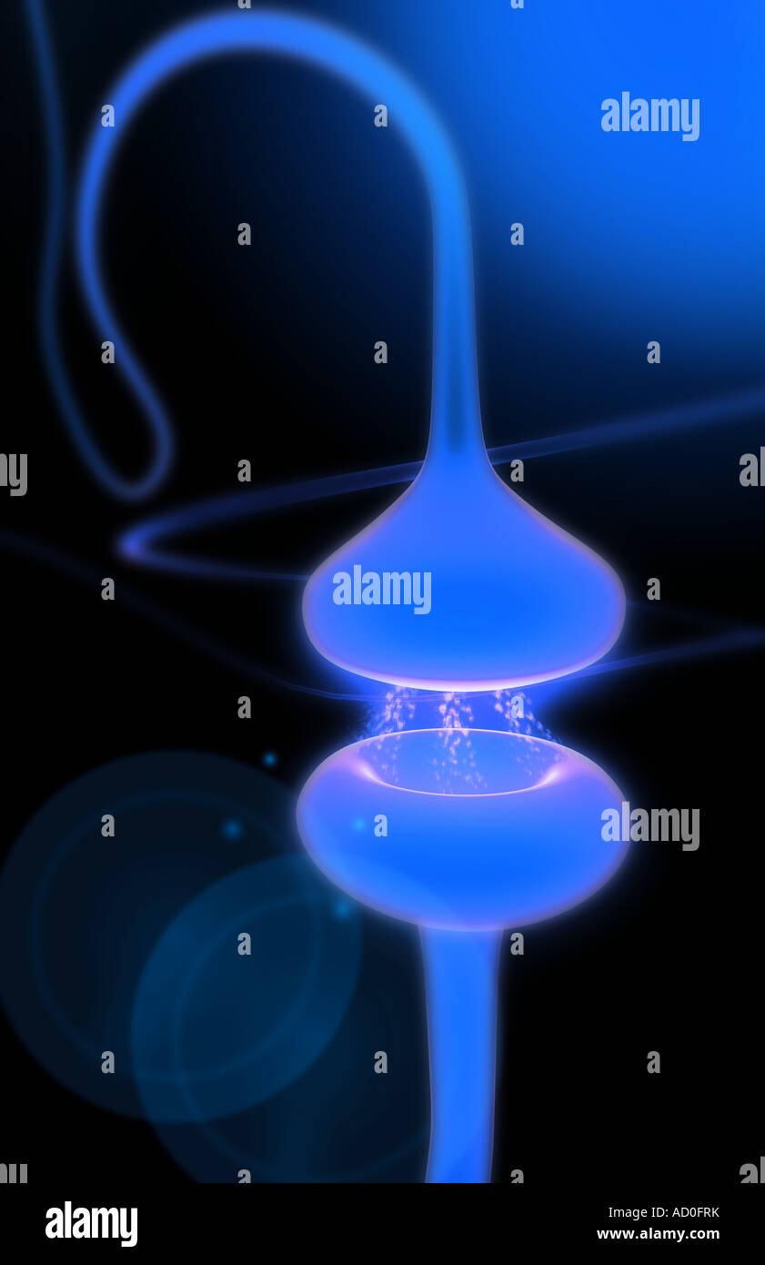 Synapse hi-res stock photography and images - Alamy