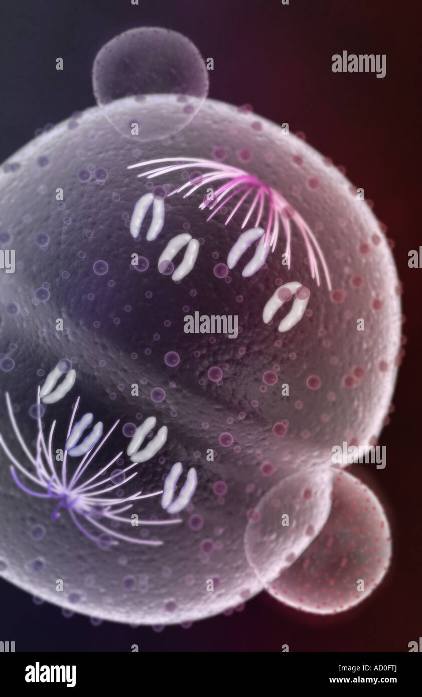 Mitosis hi-res stock photography and images - Alamy