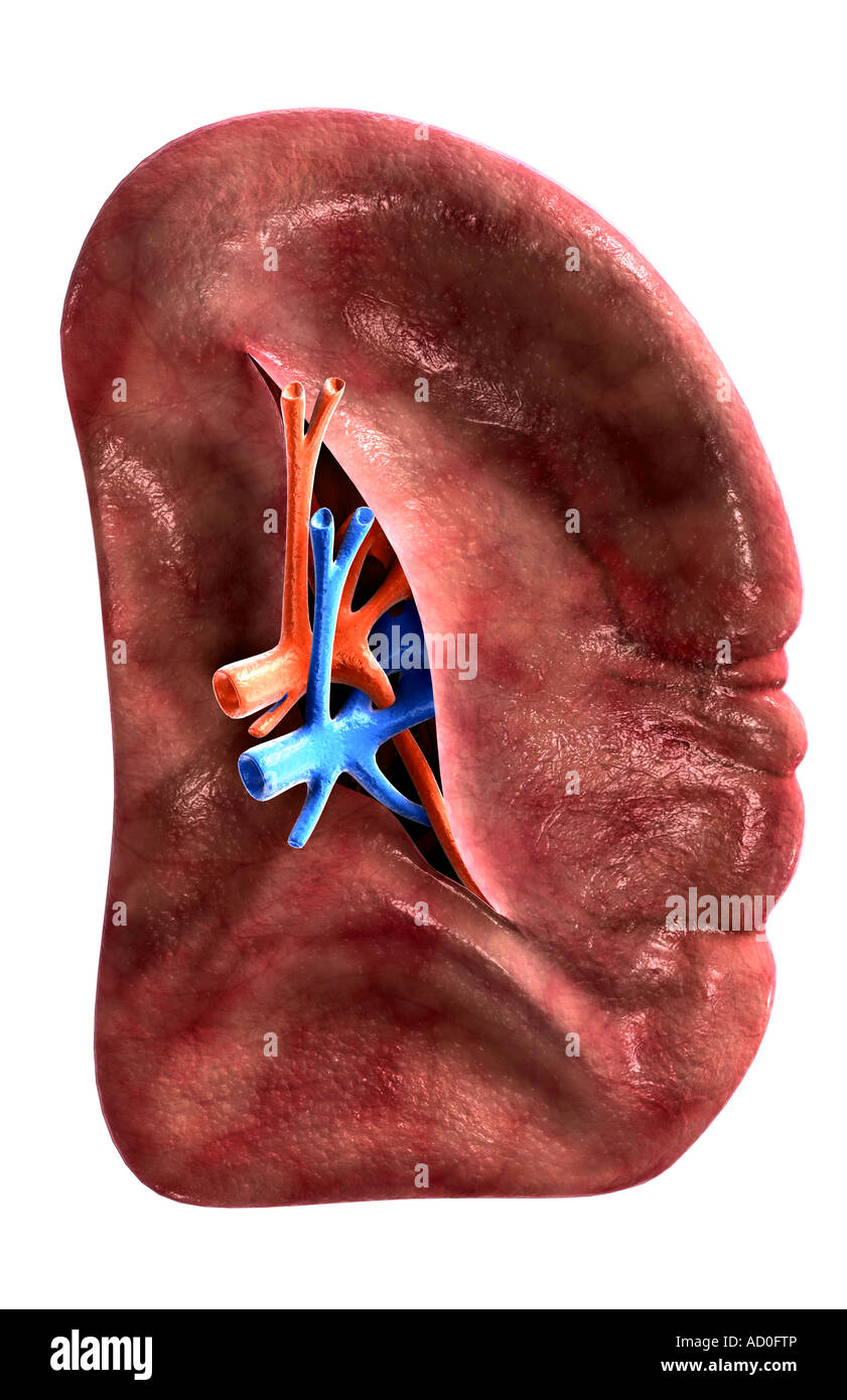 Splenic artery hi-res stock photography and images - Alamy
