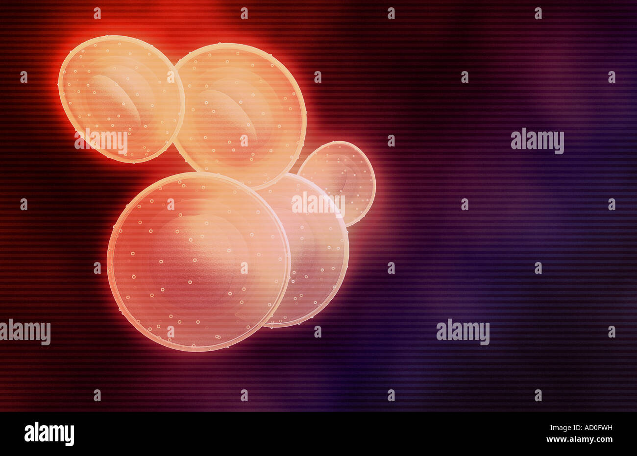 The structure of MRSA Stock Photo - Alamy