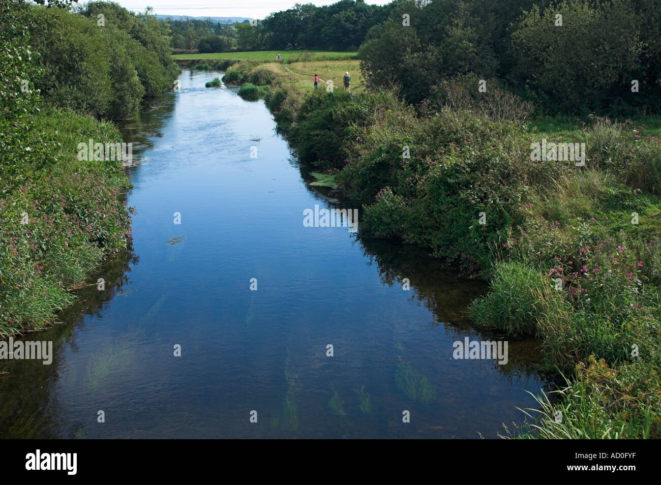 River Otter near Ottery St Mary in Devon Stock Photo - Alamy