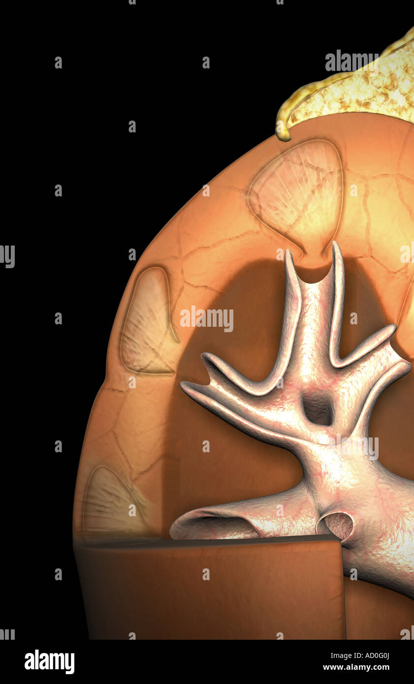 Kidney Cortex Stock Photos & Kidney Cortex Stock Images - Alamy