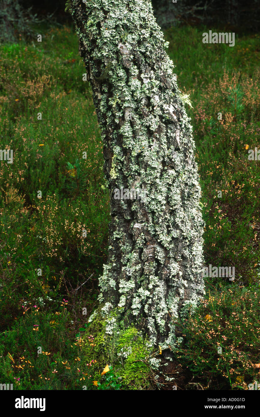 Oak moss lichen Evernia prunastri on silver birch tree Betula pendula ...