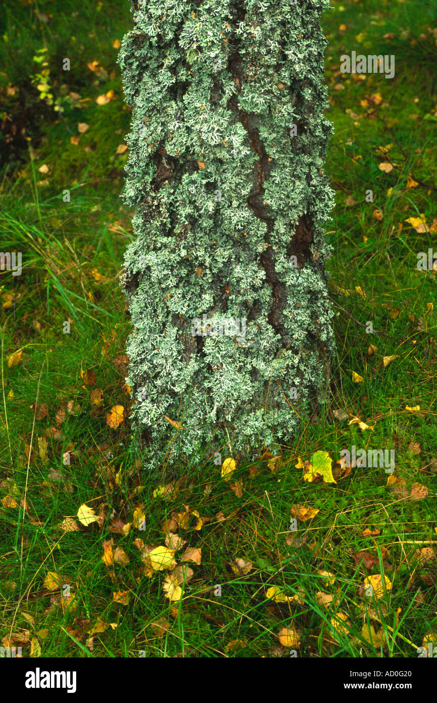 Oak moss lichen Evernia prunastri on silver birch tree Betula pendula ...
