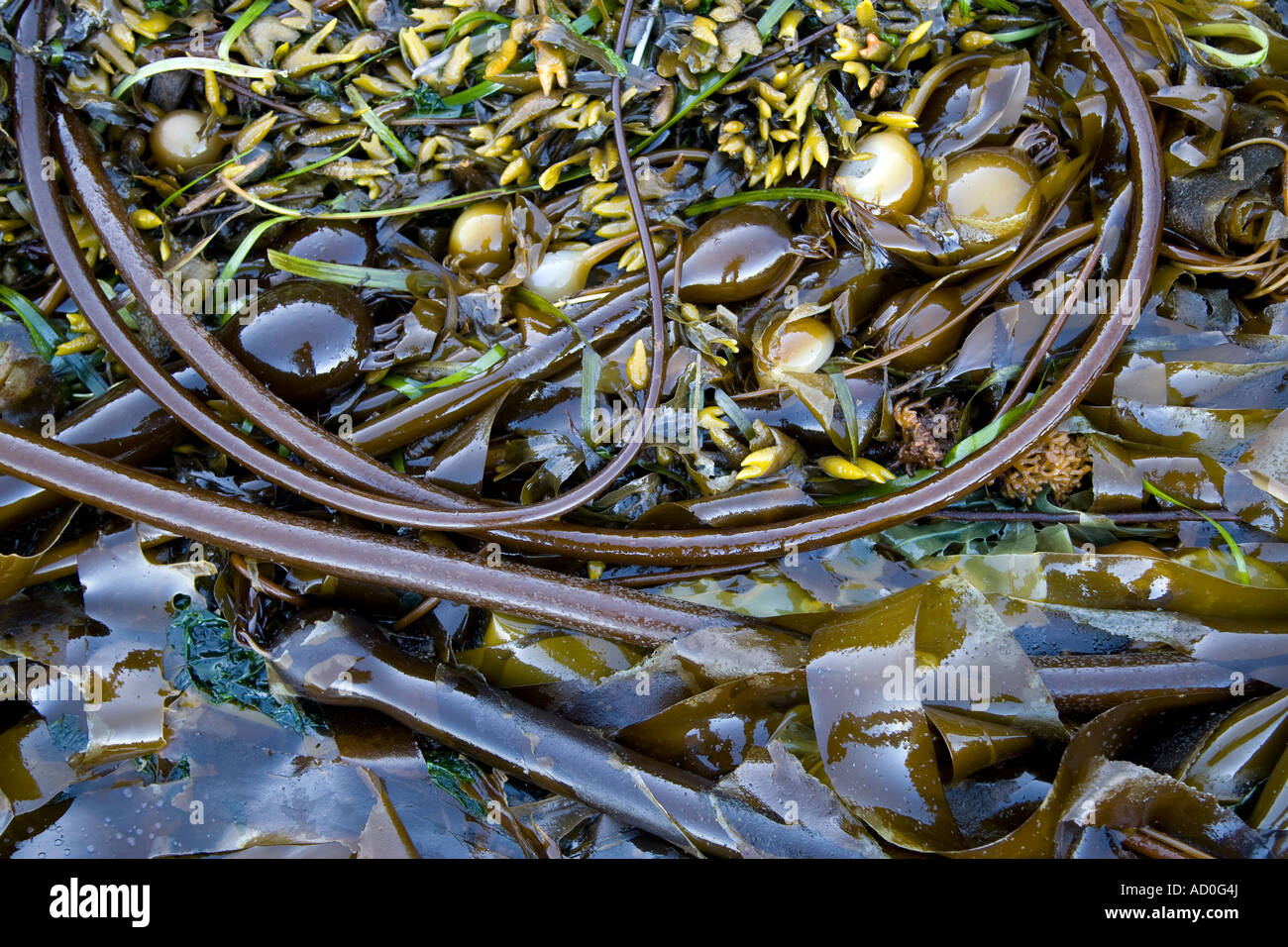 San juan island washington kelp hi-res stock photography and images - Alamy