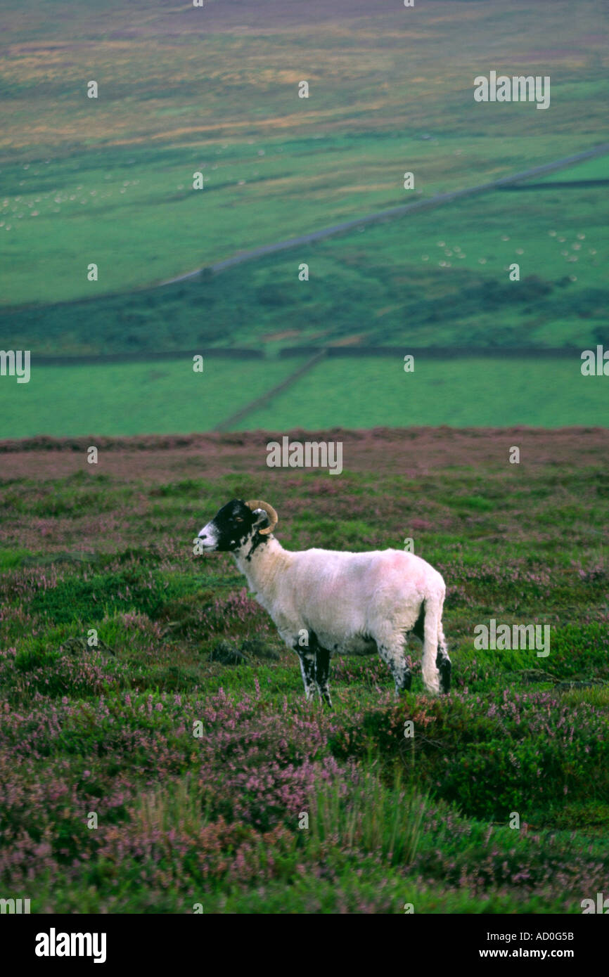 Black faced sheep on heather moor Stock Photo - Alamy
