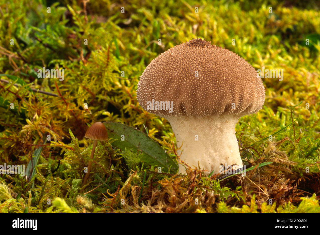 Meadow puffball fungus (Vacellum pratense) brown Stock Photo - Alamy