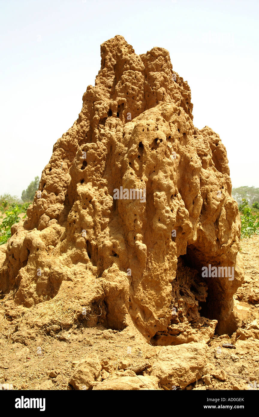 Termite colony hi-res stock photography and images - Alamy