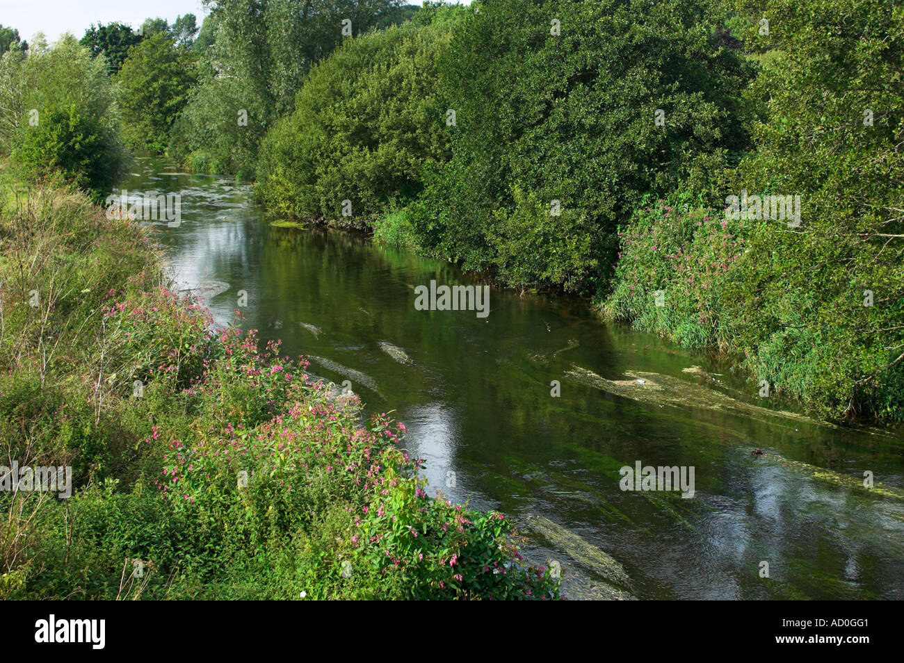 River ottery hi-res stock photography and images - Alamy